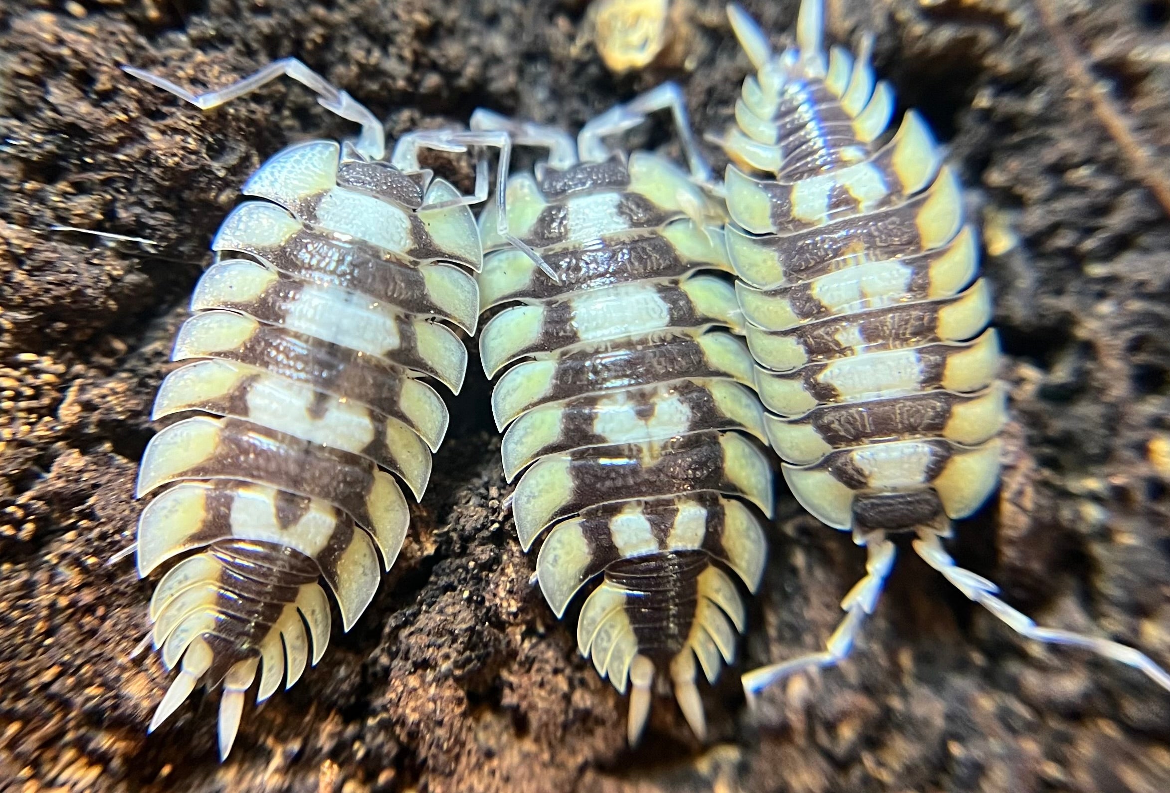 isopods – The Philo Den