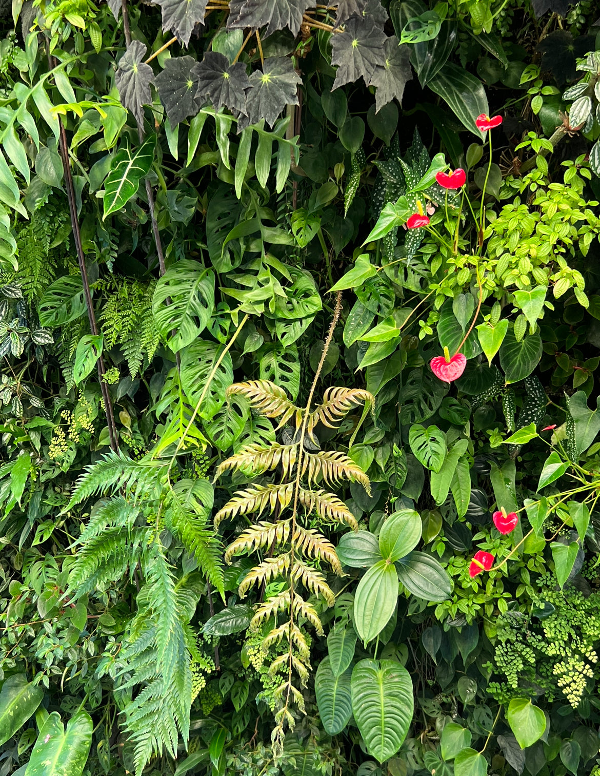 Plants – The Philo Den