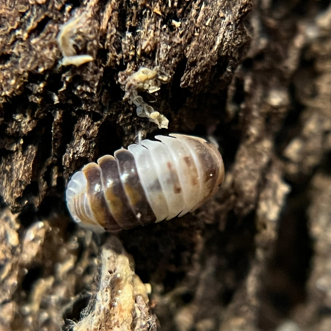 isopods – The Philo Den